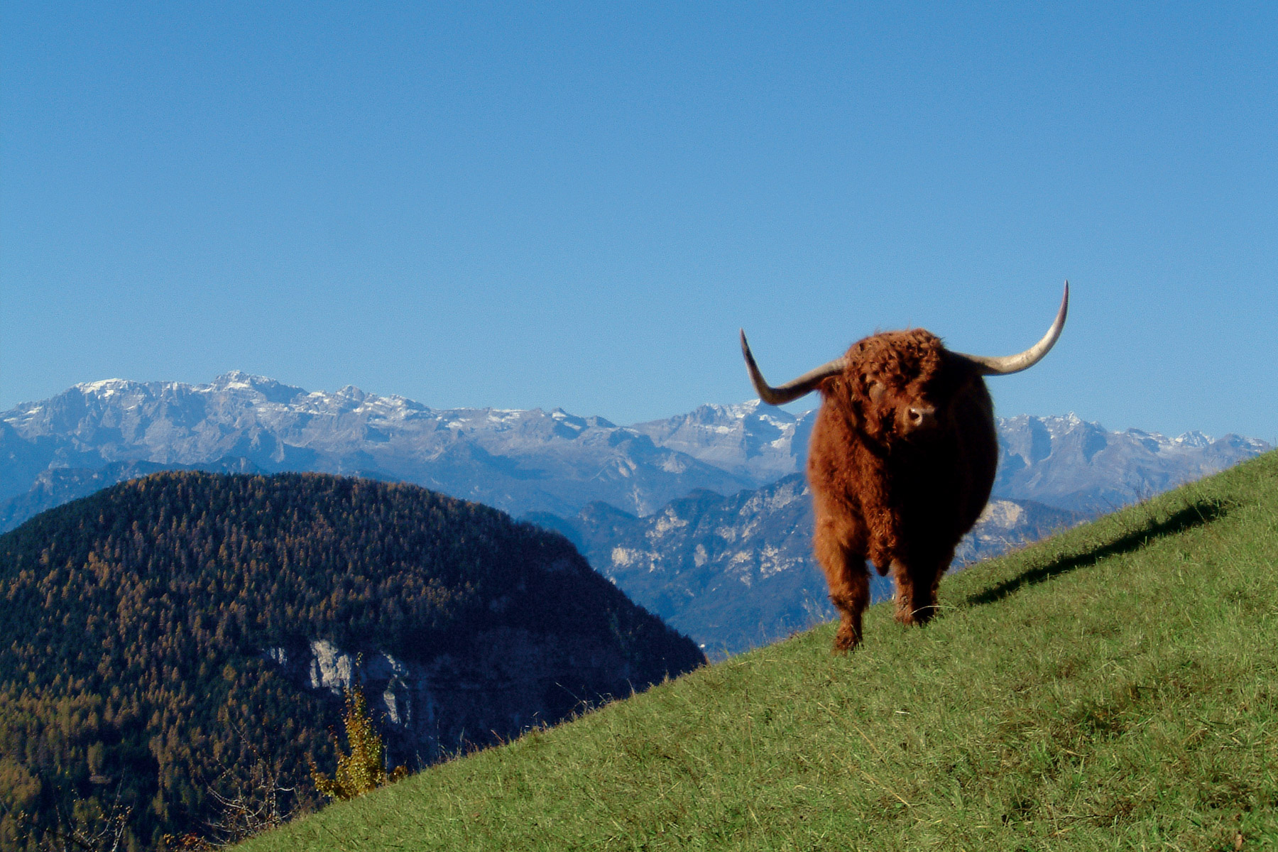 Hochlandrinder · Historische Hotel Zirmerhof · Radein Südtirol
